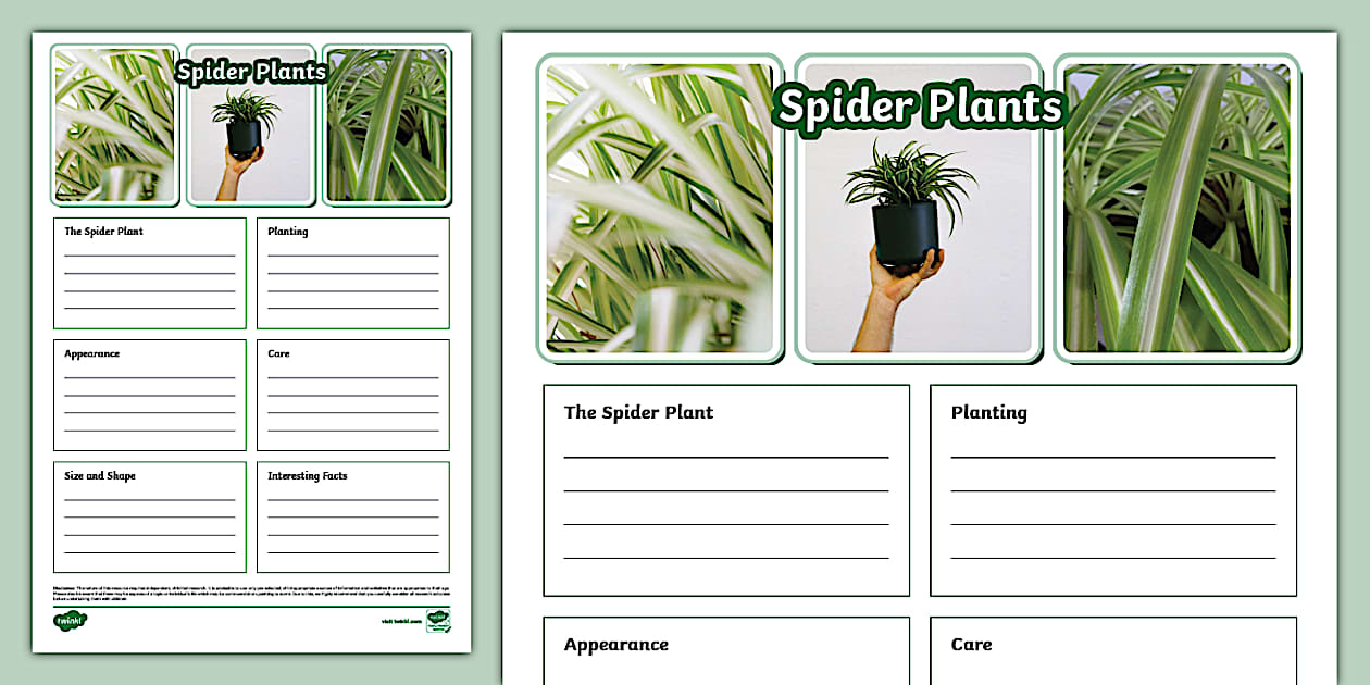 Spider Plants Fact File Template (Teacher-Made) - Twinkl