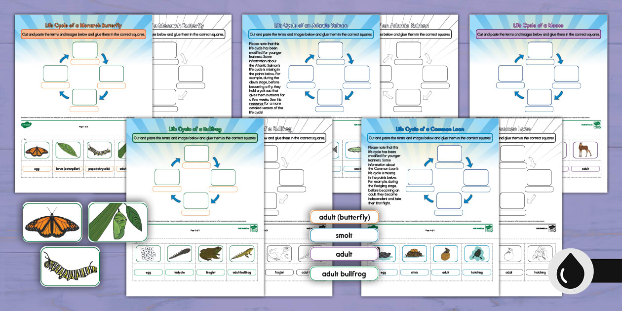 Life Cycles of Canadian Animals Diagram Cut and Paste