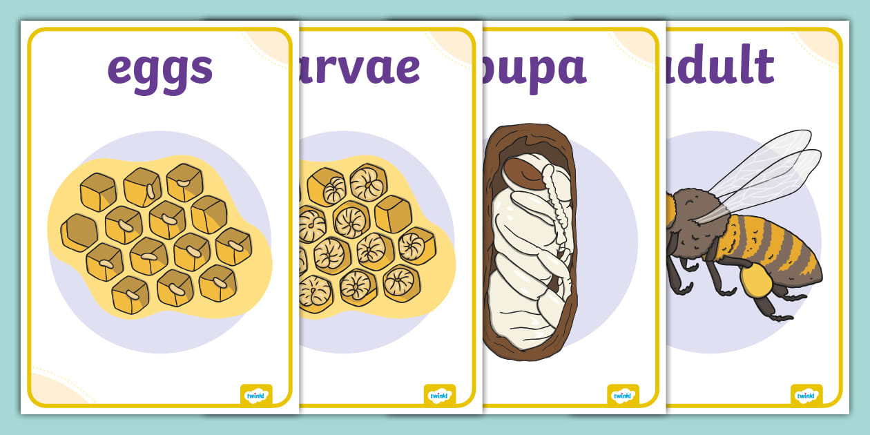 Bee Life Stages Display Posters (teacher made) - Twinkl