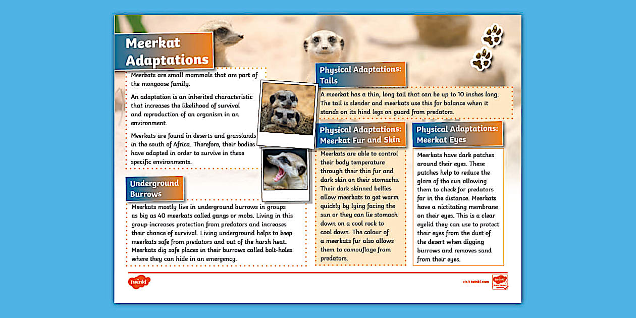 Meerkat Adaptations Fact File (teacher made) - Twinkl