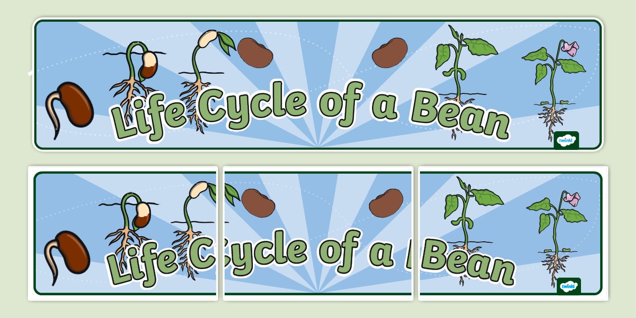 Life Cycle of a Bean Display Banner | Twinkl | Life Cycles
