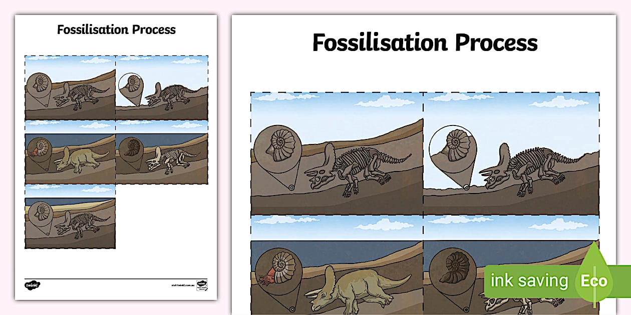 Fossilisation Process Cards Australia (teacher made)
