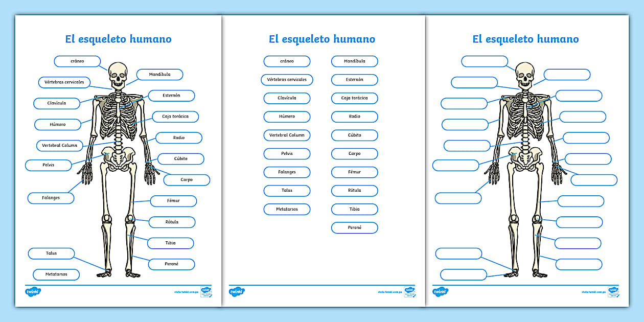 Ficha de actividad: Sistema óseo | Twinkl