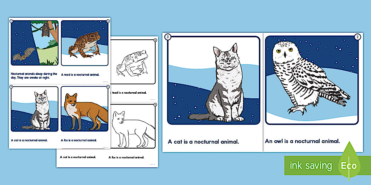 Nocturnal Animals Emergent Reader | Twinkl USA