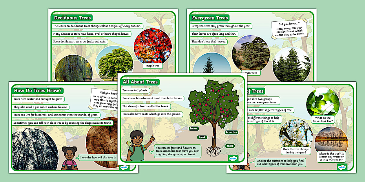 EYFS All About Trees Fact Files | Twinkl (teacher made)