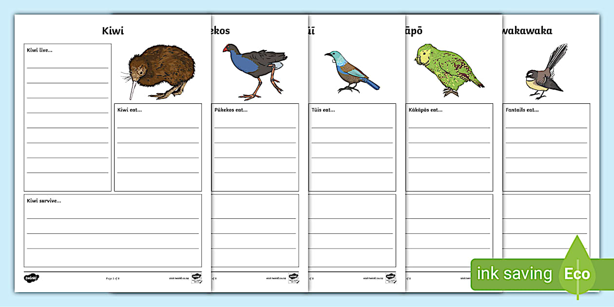 Editable NZ Native Birds Activities Sheet - Twinkl