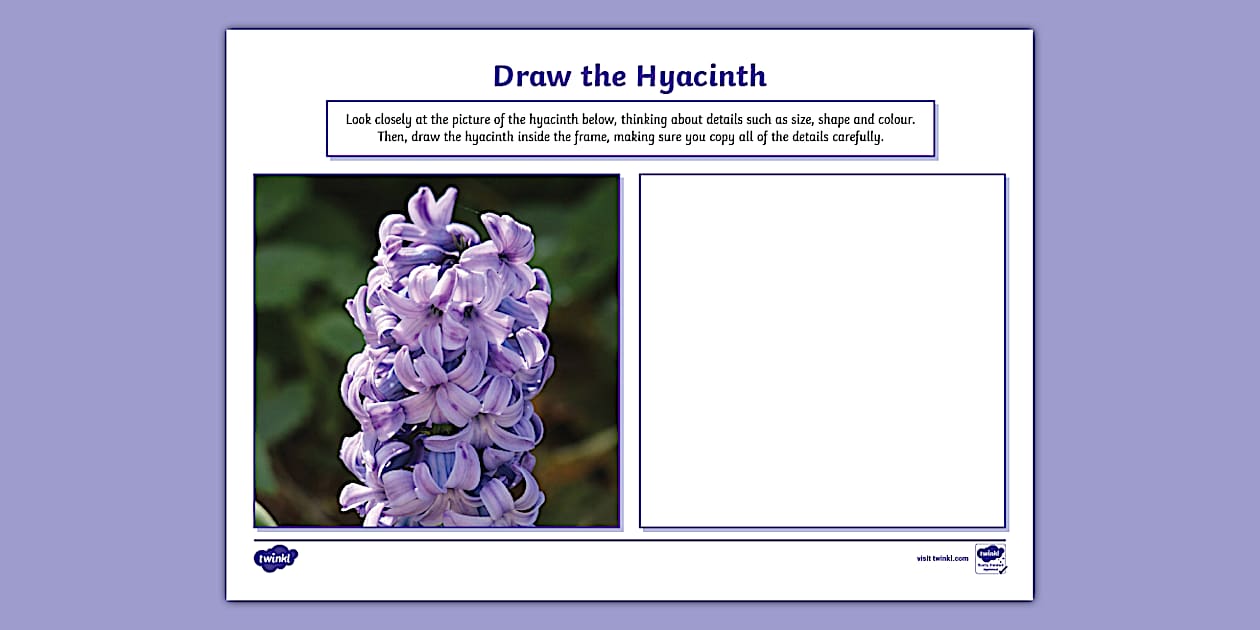 Hyacinth Drawing Art Activity (teacher made) - Twinkl