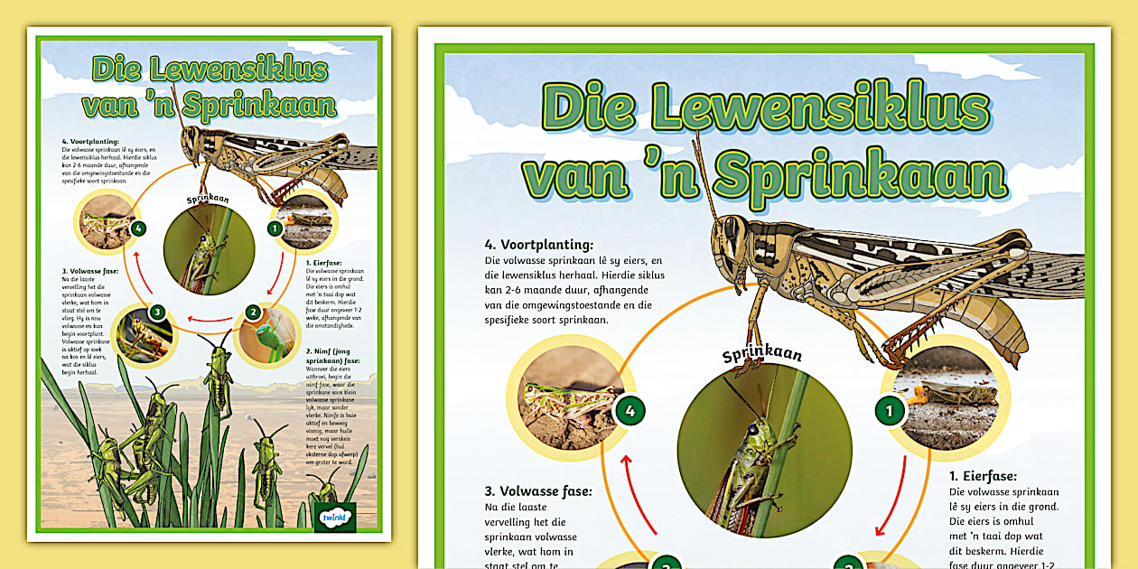 Die Lewensiklus van die Sprinkaan Plakkaat | Twinkl ZA