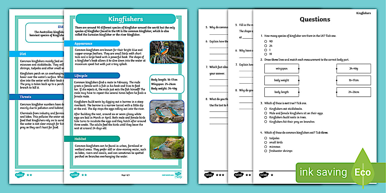 LKS2 Kingfishers Differentiated Reading Comprehension