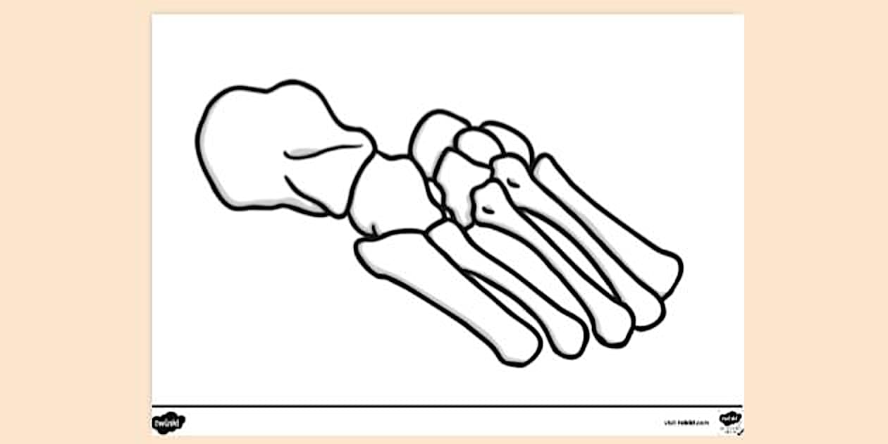 Foot Bones Isolated Colouring | Colouring Sheets - Twinkl