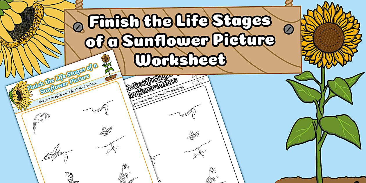 Finish the Life Stages of a Sunflower Picture Worksheet