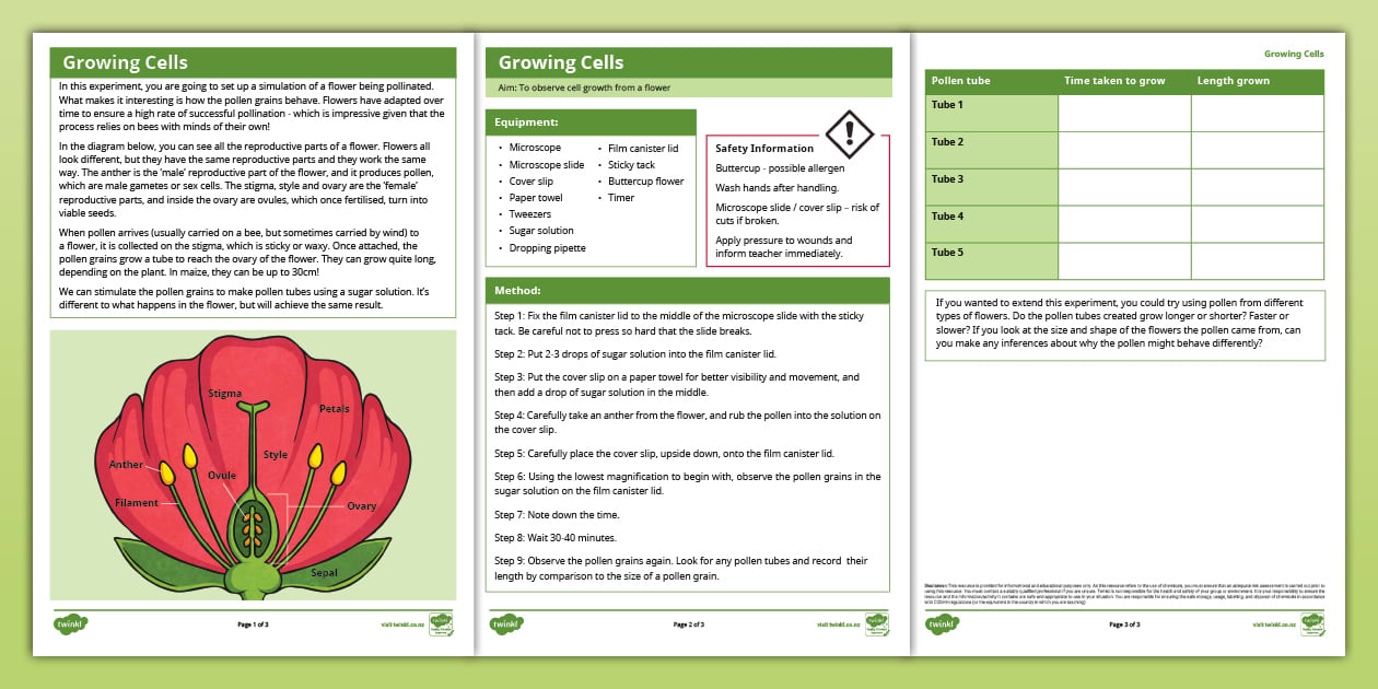 Year 5-8 Life Processes: Growing Cells Experiment - Twinkl