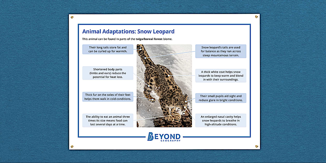 Animal Adaptations Poster: Snow Leopard Display | Beyond