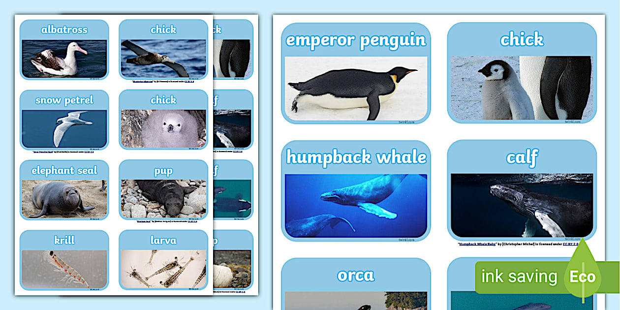 Antarctic Animals and Their Young Matching Cards - Twinkl