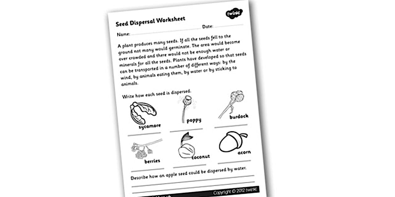 Seed Dispersal Worksheet - Science Resource (teacher made)