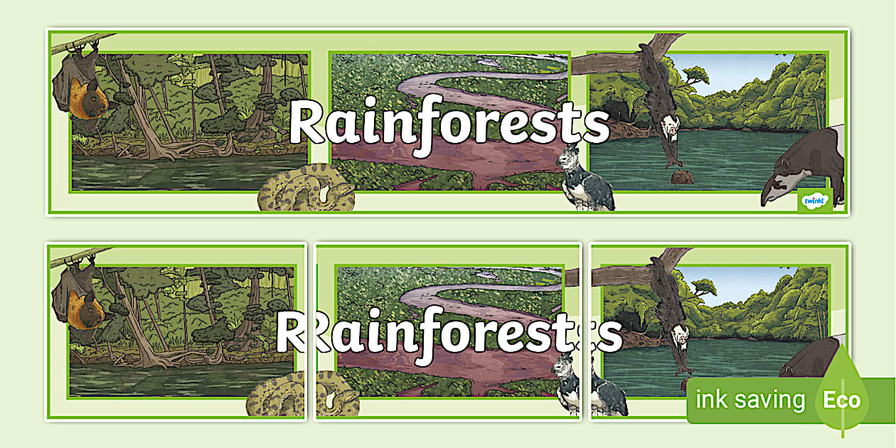 Rainforests Display Banner, Rainforest Display - Twinkl