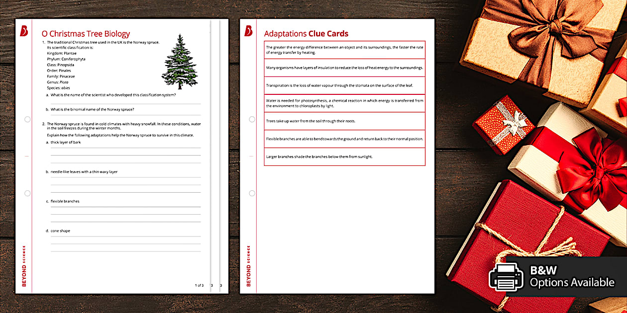 O Christmas Tree Biology Worksheet - Twinkl