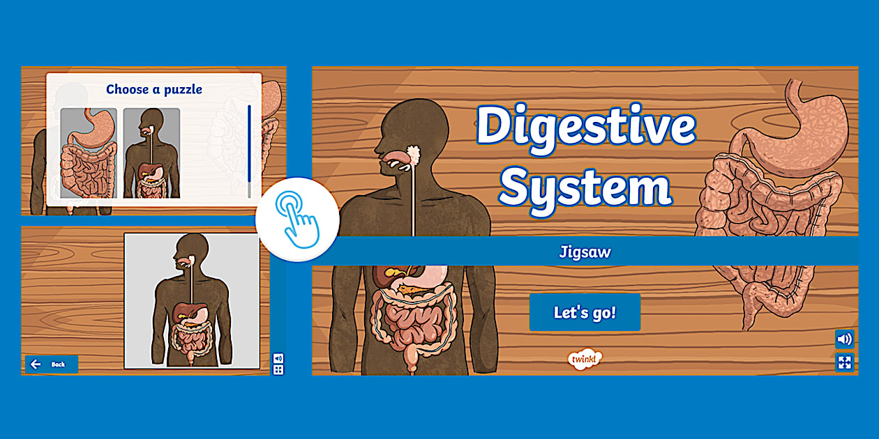 Digestive System Interactive Jigsaw (professor feito)
