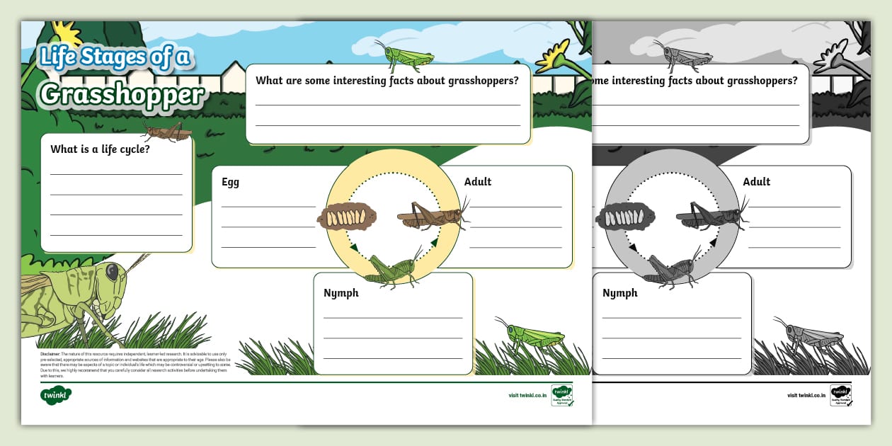 Grasshopper Life Stages Fact File Template (teacher made)