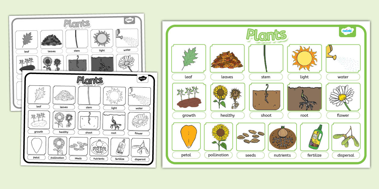 Plants Vocabulary Word Mat - Twinkl