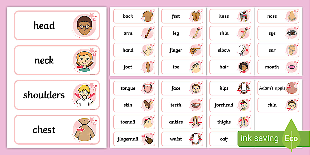 Human Body English Vocabulary Flash Cards (teacher made)