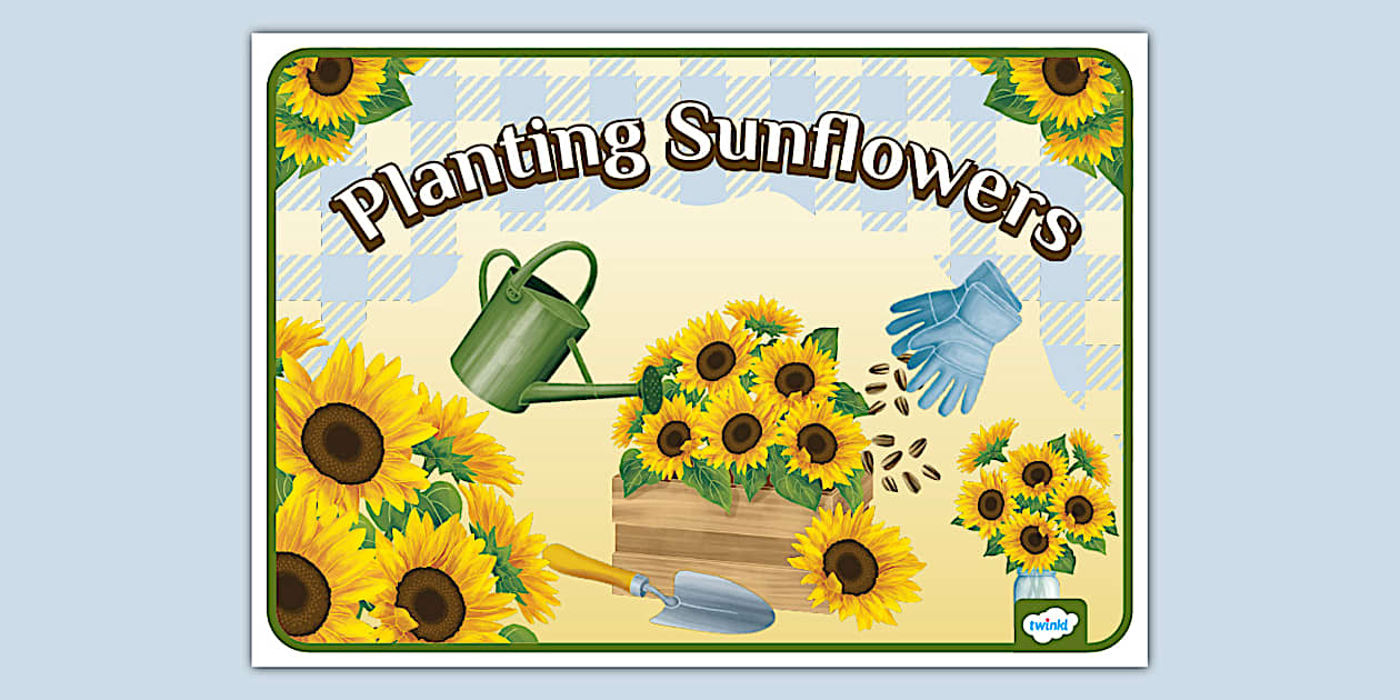 Sunflower-Themed Planting Sunflowers Display Poster - Twinkl