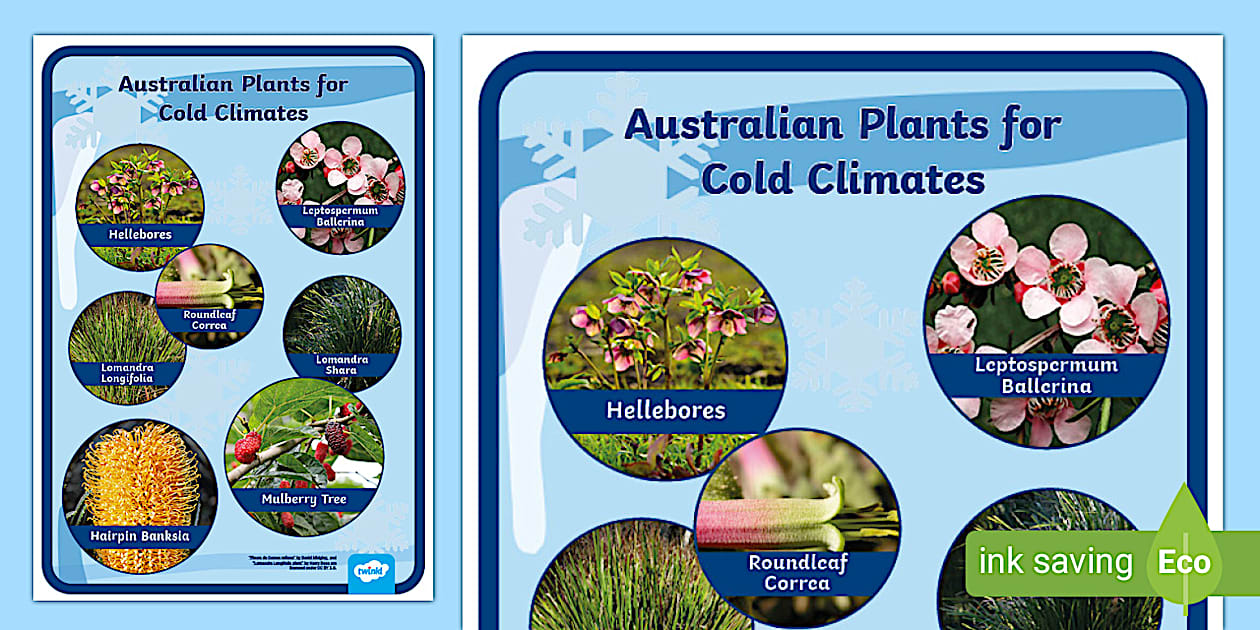 Australian Plants for Cold Climates Display Poster - Twinkl