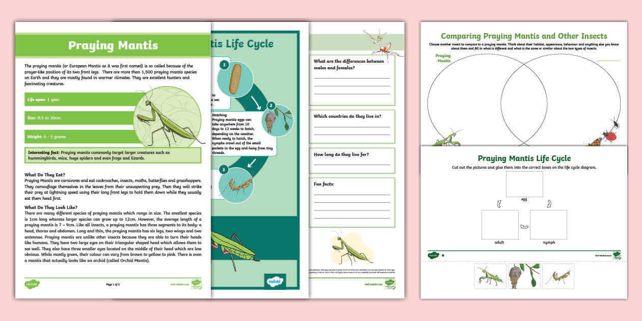 Praying Mantis Activity Pack (teacher made) - Twinkl