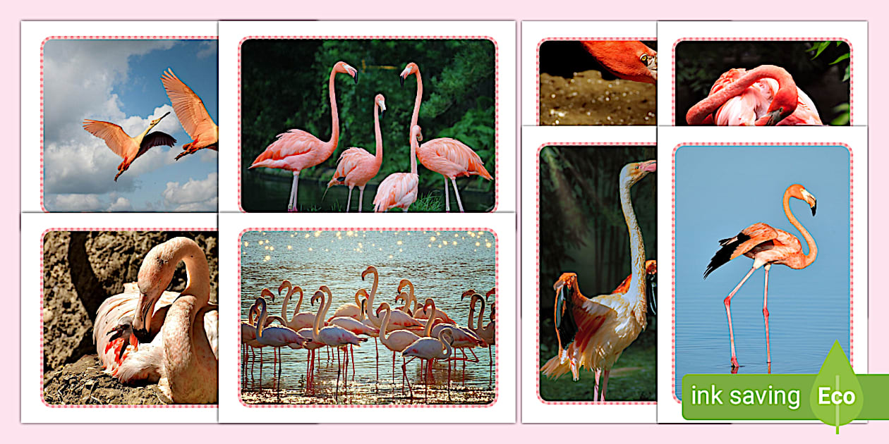 Flamingo Display Photo Pack - Animals - KS1 (teacher made)