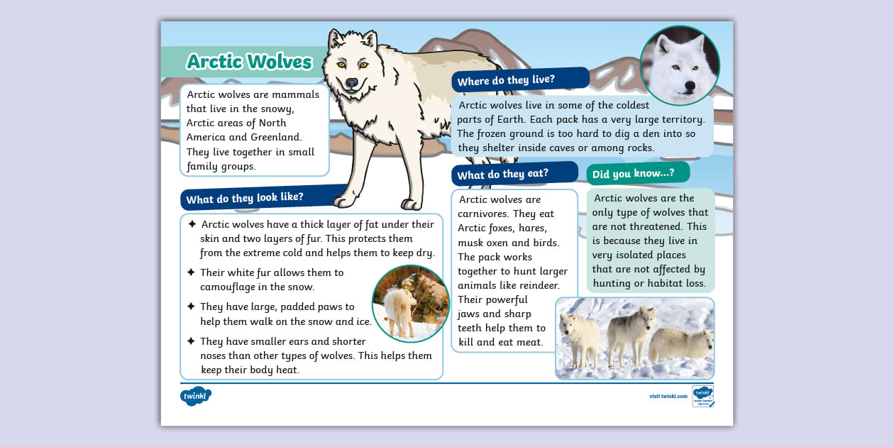 KS1 Arctic Wolf Fact File (teacher made) - Twinkl