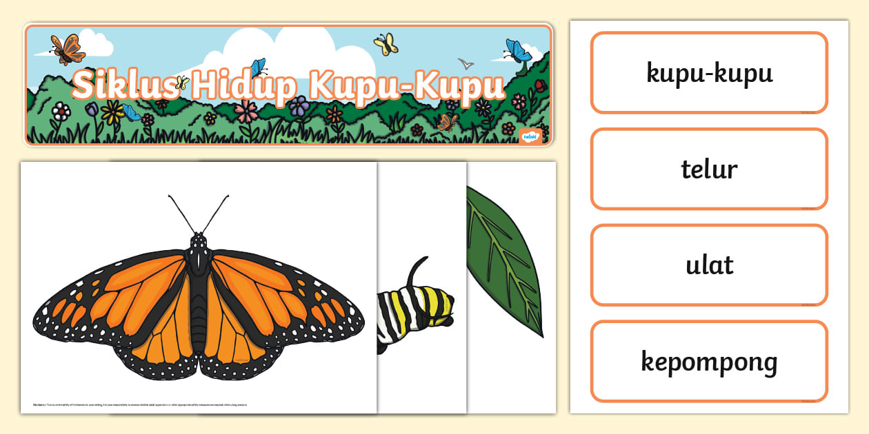 Butterfly Life Cycle Wall Chart and Word Cards - Indonesian