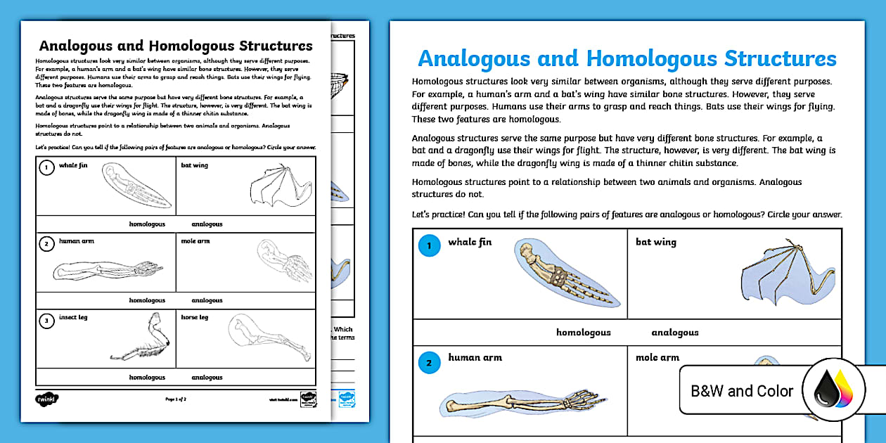 Analogous Structures | Homologous Structures | Twinkl USA