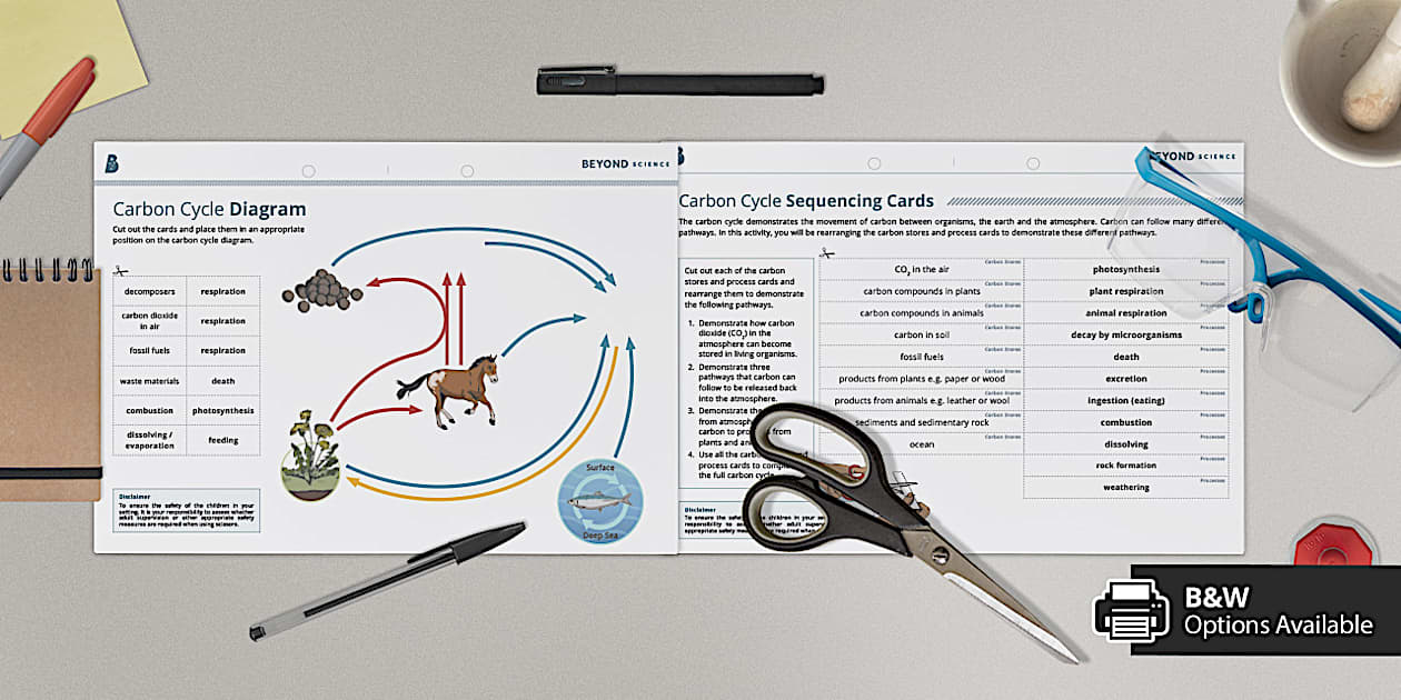 Carbon Cycle Sequencing Activity (teacher made) - Twinkl