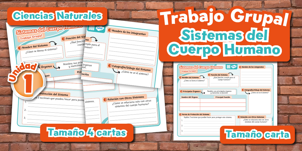 Trabajo Grupal | Sistemas del Cuerpo Humano | 2° Básico
