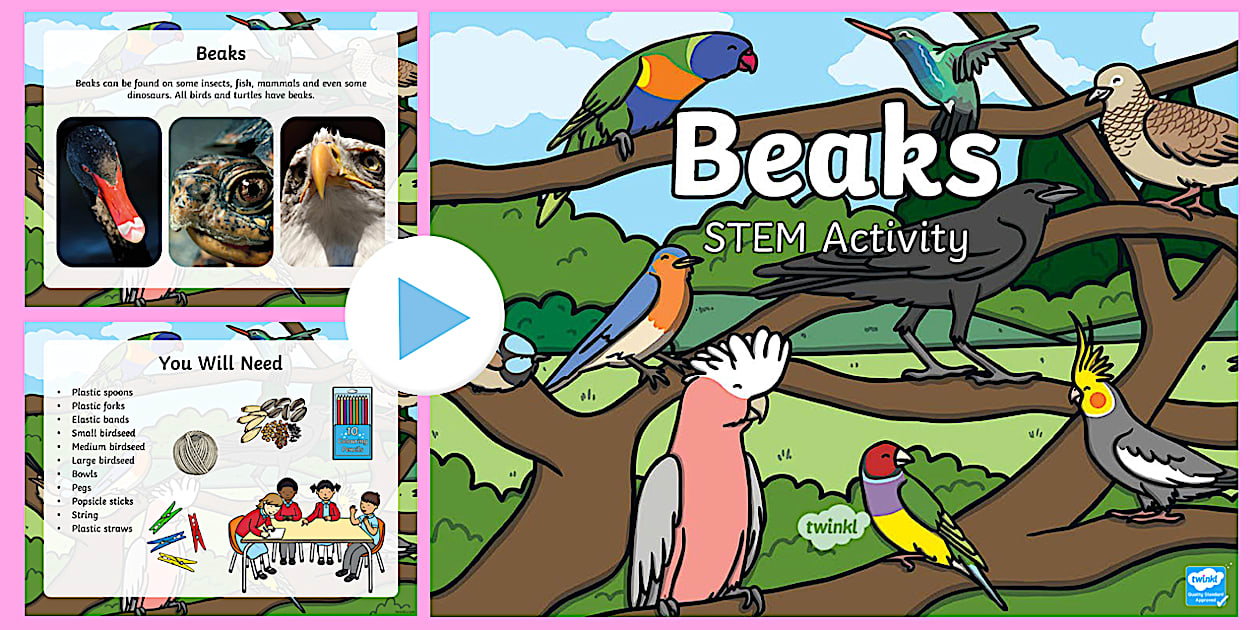 Birds and Beaks Activity | Beak Adaptation Activity - Twinkl