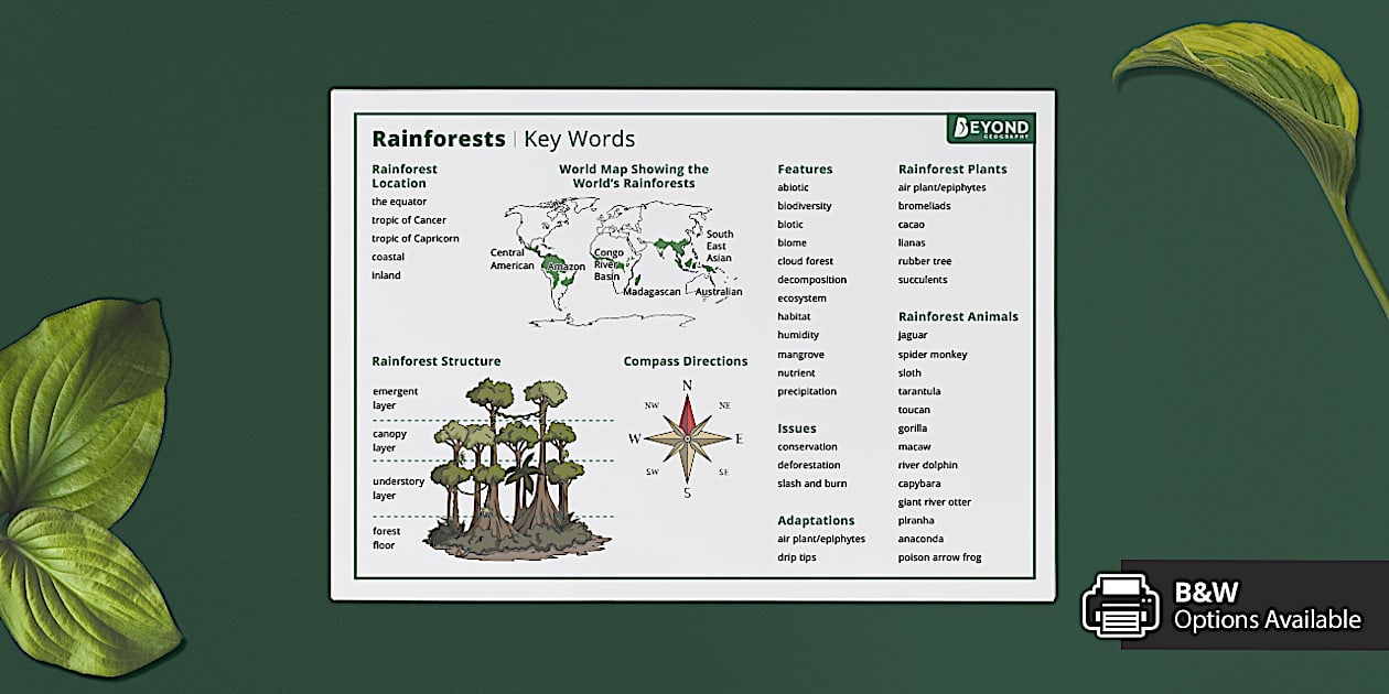 KS3 Rainforests Topic Key Words Mat (teacher made) - Twinkl