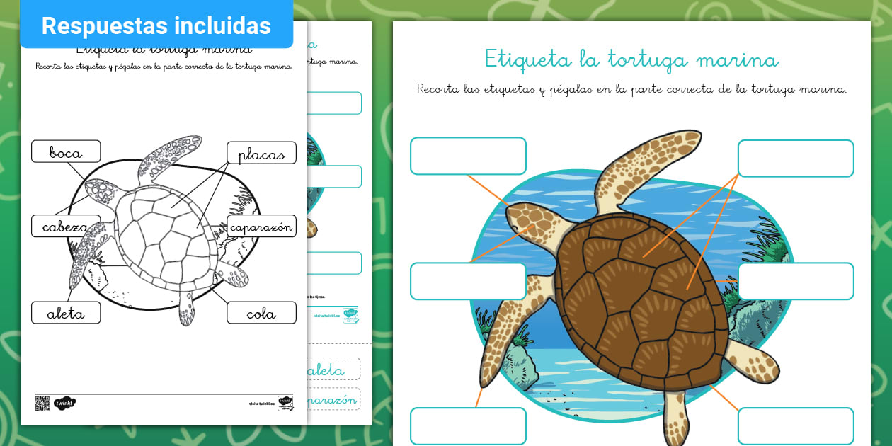Ficha de actividad: Etiqueta la tortuga marina - Twinkl