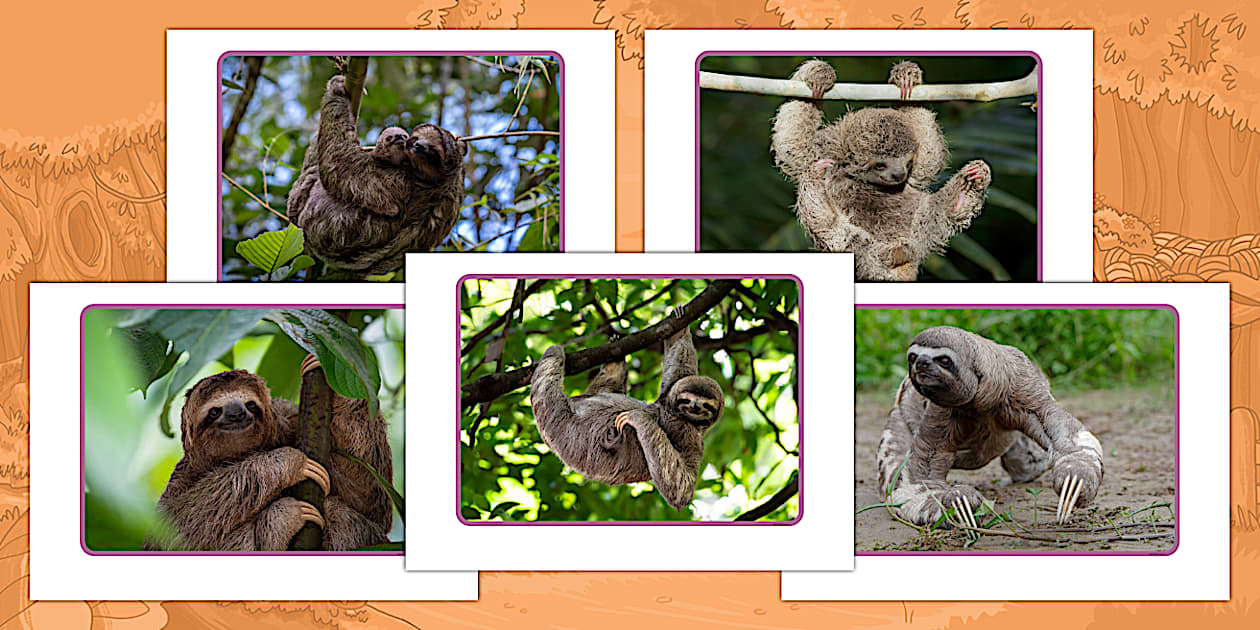 Sloths Photo Pack (Teacher-Made) - Twinkl
