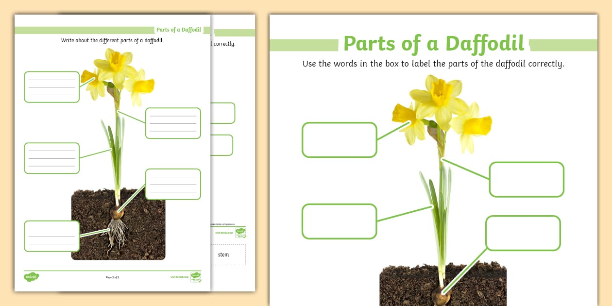 Parts of a Daffodil Labelling Activity - KS1 (teacher made)