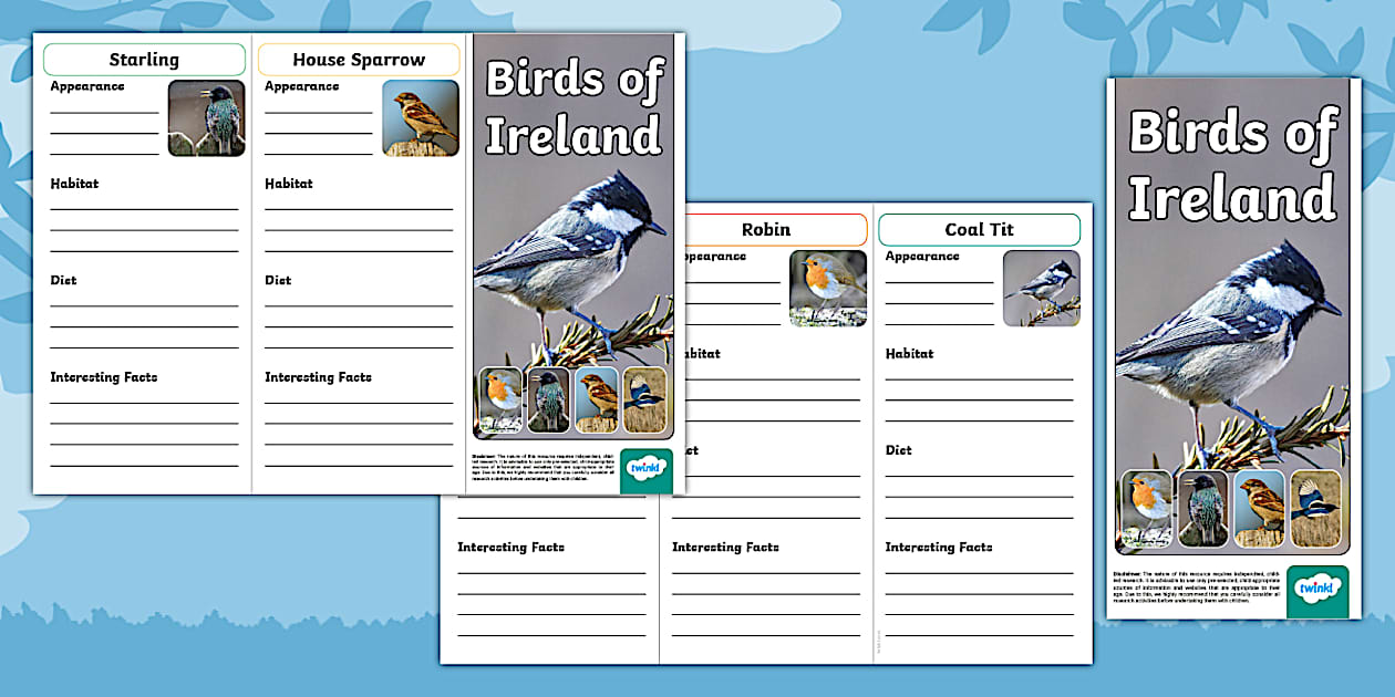 Birds of Ireland Leaflet Template (Teacher-Made) - Twinkl