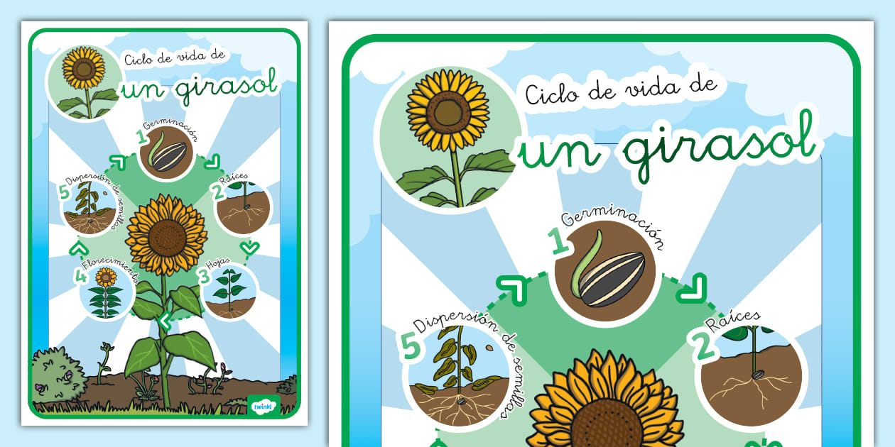 Póster: Ciclo de vida de un girasol