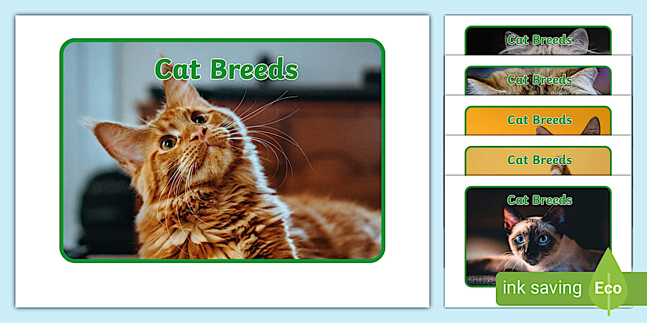 Cat Breeds Photo Pack (teacher made) - Twinkl