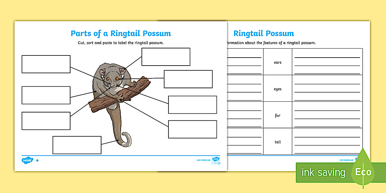 Lower Ability Parts of a Ringtail Possum Differentiated Worksheets