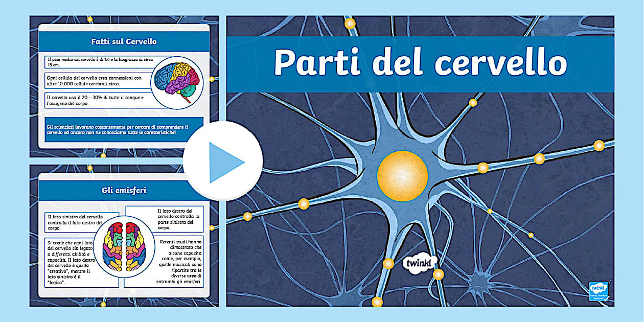 PowerPoint le Parti del Cervello | Scuola Primaria - Twinkl