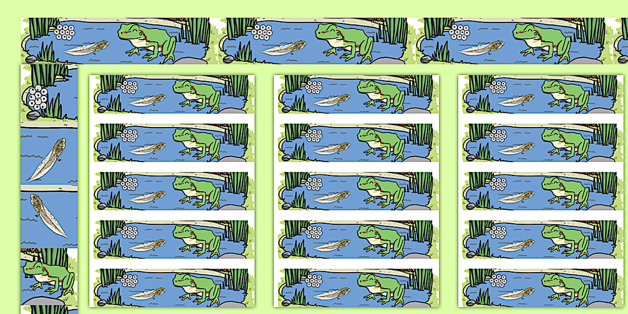 Frog Life Cycle Display Borders (teacher made) - Twinkl