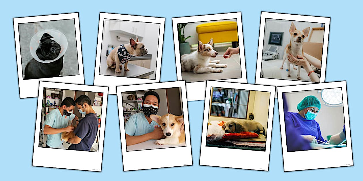 Vets Instant Photo Style Display Images (Teacher-Made)