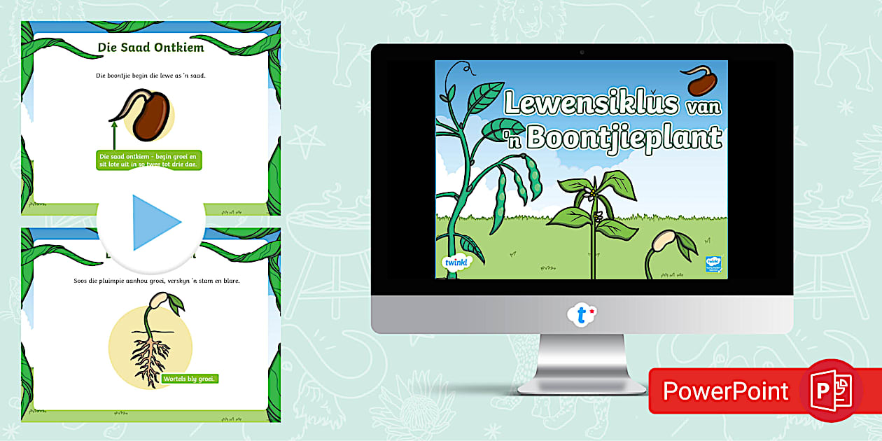 Die Lewensiklus van 'n Boontjieplant (l'enseignant a fait)