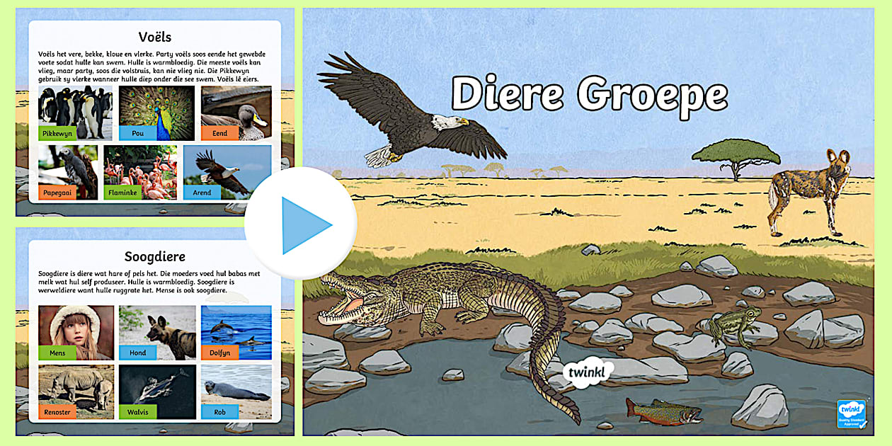 Diere Groepe PowerPoint (Hecho por educadores) - Twinkl
