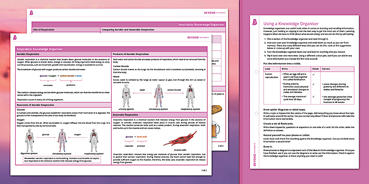 KS3 Respiration Knowledge Organiser (teacher made) - Twinkl