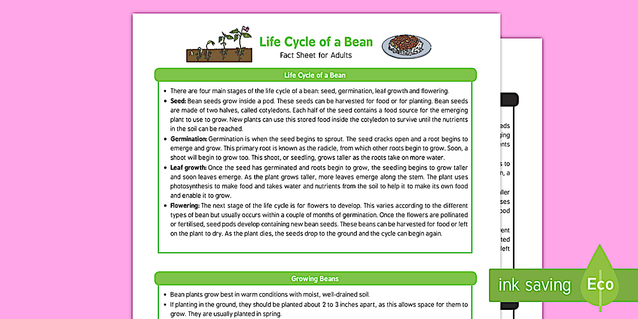 Black and White Life Cycle of a Bean Fact Sheet for Adults